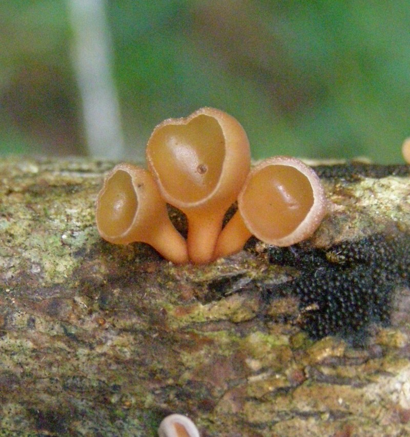 Ascomicetos de Panama